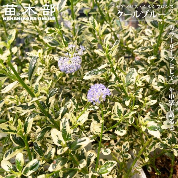 ●品種の特徴「クールブルー」は鮮やかなクリーム色の覆輪の照り葉が美しい品種。小葉なので鉢植えで小さく楽しむのにおすすめ。花色は爽やかな明るいブルーで、斑入り葉とあいまって明るい印象です。セアノサスは花と緑の葉っぱのコントラストが美しい、近年...