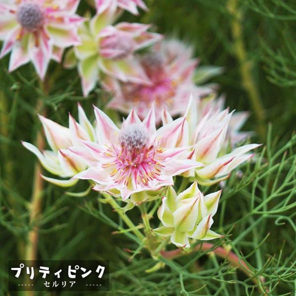 ●品種の特徴「プリティピンク」はシルバーホワイトの綿毛の周りにピンク色の花弁が広がる愛らしい姿。ドライフラワーにしやすく長くその花姿が楽しめるのもうれしい庭木です。ブラッシングブライドよりは暑さに強く比較的育てやすい品種です。「セルリア」は...
