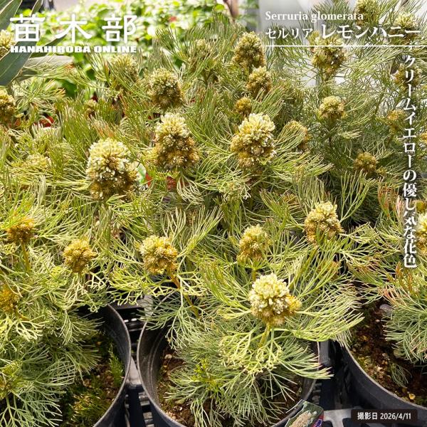 ●品種の特徴「レモンハニー」は南アフリカのケープ半島のみ自生する珍しいプロテアの仲間です。常緑の低木で樹高、幅ともに1m程度とコンパクト。鉢植え向き。成長すると樹形はラウンド上になります。「セルリア」は南アフリカ原産の常緑低木樹で、オースト...