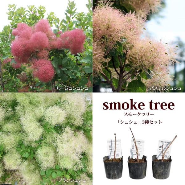 ●品種の特徴【ルージュシュシュ】」長く濃い赤紫花を咲かせる人気の美花品種です。若木のうちは花色が淡くなりがちですが、成熟するにつれ赤い花を咲かせるようになります。【パステルシュシュ】」明るいピンクにグラデーション状に黄色やグリーンが混じる美...