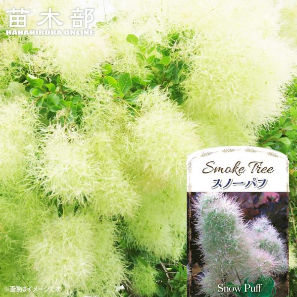 ●品種の特徴「スノーパフ」はスモークツリーの白色品種。花穂は向こうが見えないほど煙の密度が高いです。若木のうちは淡い緑色〜淡いピンク色ですが、成熟すると白を帯びます。樹勢はやや控えめで白花種では最もコンパクトになります。二季咲性もあり環境に...