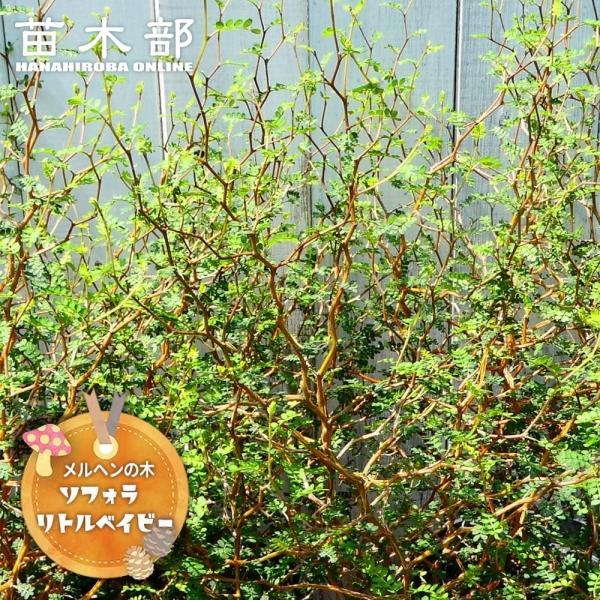 ●品種の特徴「リトルベイビー」は、くねくねとワイヤーのように曲がりくねった枝にとても小さい葉が細かくつき、何ともかわいらしい低木です。盆栽や寄せ植えにも最適！不定期ですが、インコのくちばしを思わせる黄色の花を咲かせます。「ソフォラ」は、ニュ...