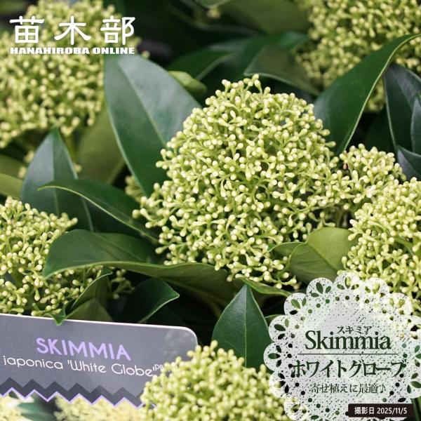●品種の特徴「ホワイトグローブ」は白〜淡いグリーンの蕾が印象的なスキミアです。蕾は寒さでも色変わりせず、春まで鮮やかなグリーンを保ちます。花付きがよいので、赤い蕾のルベラと組み合わせクリスマスカラーの寄せ植えにもぴったりです。また、ハンギン...