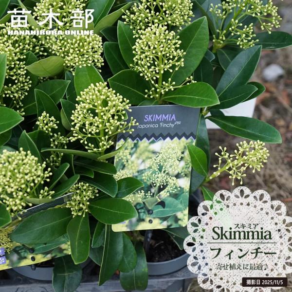 ●品種の特徴「フィンチー」はミヤマシキミの園芸品種の雄木で、蕾がライムグリーンになります。白い花が次々に開きさわやかな印象。蕾がつく時期がクリスマスにぴったりなことからこの名前がつきました。蕾と花は冬を通して美しく、春先まで楽しめます。「ス...