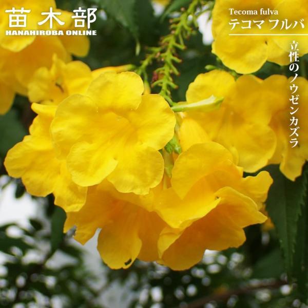 ●品種の特徴「テコマ フルバ」は立性のノウゼンカズラで、初夏から秋にかけて黄色の漏斗状の花を咲かせます。「テコマ」は立性低木のノウゼンカズラで、14種あるうちアフリカの2種をのぞいてアメリカに自生しています。黄色から橙色の漏斗状の花を咲かせ...