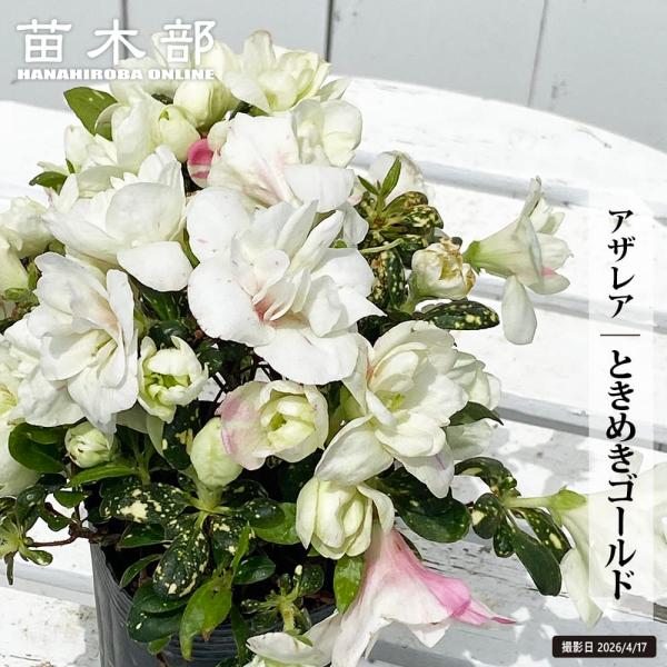 ●品種の特徴アザレア「ときめきゴールド」は、白や濃いピンクといった色味豊かな花色の八重花を株いっぱいに咲かせます。アザレアの育種で知られる本間花卉園のオリジナル品種。花弁はツツジよりもぽってりとした雰囲気で可愛らしいです。また、葉にゴマ斑の...