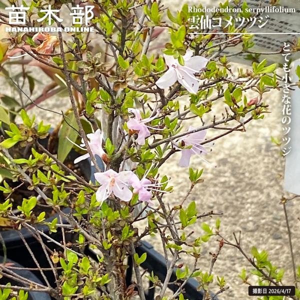 ●品種の特徴雲仙コメツツジの名前の由来は長崎県の雲仙岳ですが、雲仙には自生していません。性質としては丈夫で育てやすく、１cmほどの小さなかわいい花をたくさん咲かせます。雲仙地域に昔からあるコメツツジの中で特に花色が濃く出たものを選抜して育種...