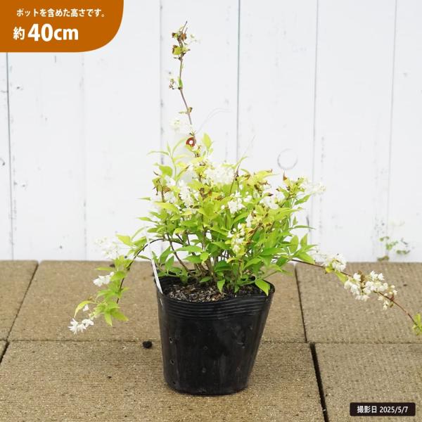 ●品種の特徴「ライムシャンデリア」は矮性のヒメウツギで、半日陰でも徒長せずに育ちます。シェードガーデンを彩る貴重な品種で、ライムグリーンの明るい葉色が特徴。晩秋には赤い紅葉も楽しめます。4〜5月に、小さめの白いかわいい花がたくさん咲きます。...