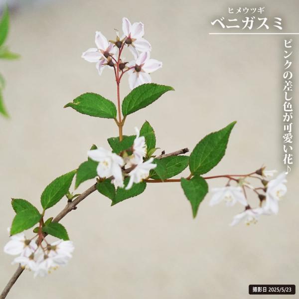 ●品種の特徴「ベニガスミ」は、ヒメウツギの園芸品種で淡い桃色の花が特徴。蕾はピンク色で開花すると花弁は白く、裏側が淡いピンク色になります。白とピンクのコントラストが魅力です。 姫うつぎは白く涼しげな初夏の花です。幹の隋が空洞で、白の小ぶりな...