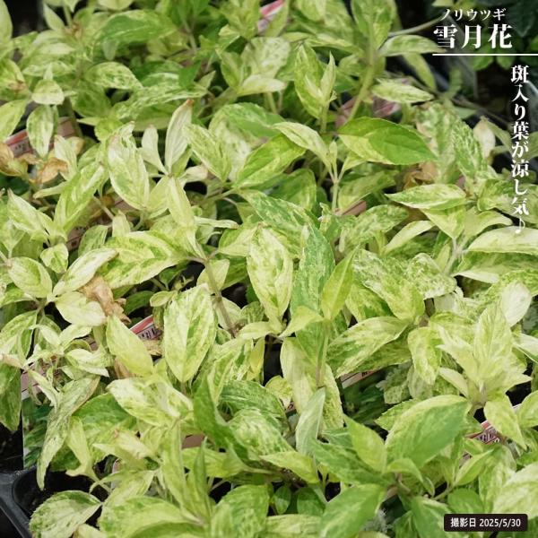 ●品種の特徴「雪月花」は葉も楽しめるノリウツギの斑入り品種です。特に春の芽吹きから新緑の季節は明るいライム色の葉に白い斑がはっきりと多く入ります。葉に雪を散らしたような白散斑が入る美葉品種です。 夏には白いピラミッド状の花も楽しめます。性質...