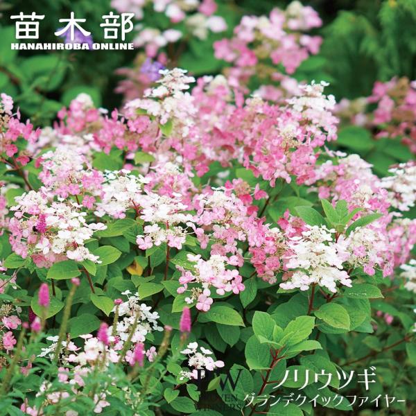 ●品種の特徴「グランデ クイックファイヤー」は、ノリウツギ クイックファイアーのコンパクト品種で、サイズはその約3分の１程度になります。花の色が白からピンク、やがて濃い赤紫色へと変化し、晩秋まで楽しめます。ノリウツギは「ウツギ」と名前につき...