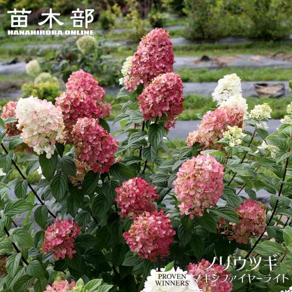 ●品種の特徴「マキシ ファイヤーライト」は、大きな円錐形の花序が株いっぱいにつく、存在感抜群のノリウツギ。花色が乳白色から晩夏には鮮やかなピンク色、秋にはザクロのような深みのある鮮やかな赤色に変化します。季節の移ろいを共に過ごす花木にピッタ...