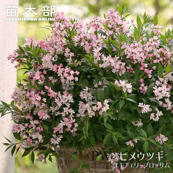 ●品種の特徴「ユキチェリーブロッサム」は、直射日光に耐えられるよう改良されたヒメウツギです。コンパクトでマウンド状に育つので、グランドカバーや鉢植えに最適です。秋にワイン色に紅葉した葉も美しく、季節によってさまざまな姿を楽しめるます。ピンク...
