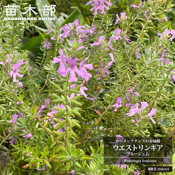 ●品種の特徴「ブルージェム」はオズブリード社作出のラベンダーブルーの鮮やかな花色が美しい品種です。春頃をピークに年間を通して花を咲かせます。他の品種よりも徒長しにくくきれいな樹形を長く保ちやすく、暑さ・寒さにも強い品種です。花後は刈り込んで...