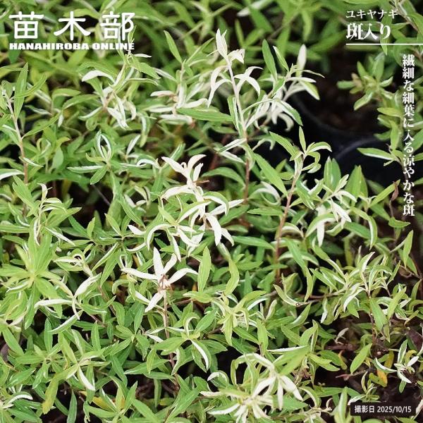 ●品種の特徴「斑入りユキヤナギ」は繊細な細葉に美しい白い斑が入るユキヤナギです。夏場は斑が抜けて緑になります。斑の入り方には個体差がありますが。繊細な草姿と純白の花で優しい春を演出します♪秋には紅葉も楽しめます。雪柳（ゆきやなぎ）はしなやか...