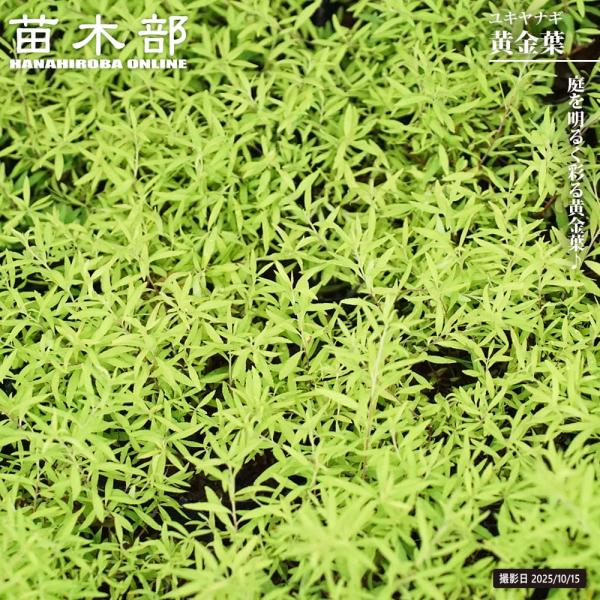 ●品種の特徴春に白い小花を枝いっぱいに咲かせるユキヤナギの黄金葉品種です。花後のライムイエローの葉は秋まで楽しめます。雪柳（ゆきやなぎ）はしなやかな枝に雪のような白い小花をびっしり咲かせます。切花としても使えます。紅葉時には秋の午後の日差し...