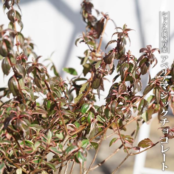 ●品種の特徴マジックチョコレートは、落ち着いたシックな葉色が魅力的なアベリア。コンパクトで分岐性が高く、大輪の芳香のある花を咲かせます。春夏は緑葉に白斑、冬には名前の通りチョコレートのような落ち付いた色に変化していきます。アベリアといえば、...