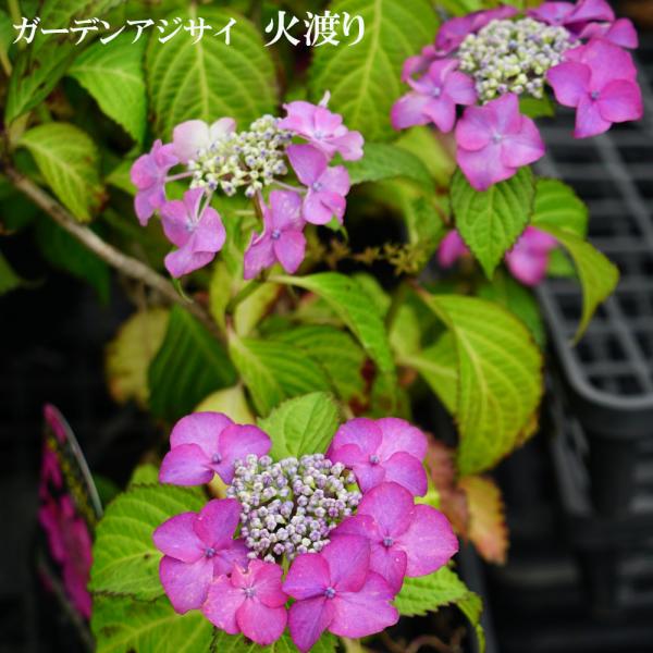 ●品種の特徴あじさい 火渡り」は、燃えるような鮮やかな濃い赤色の装飾花が特徴的な一重ガク咲きの品種です。土壌が酸性に傾くと青色が混ざり、濃いピンク色になります。より鮮やかな赤を出すためには、秋口に石灰などを撒いてアルカリ性〜中性に調整してお...