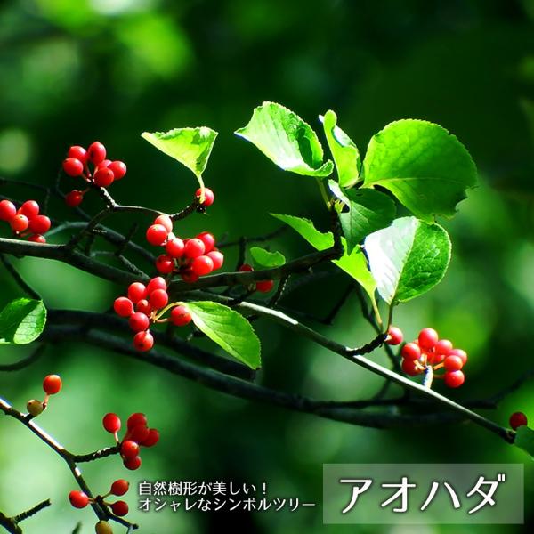 ●品種の特徴アオハダは、モチノキの仲間で北海道南部以南に自生する落葉広葉樹です。モチノキ科の木と同様に、秋から冬にかけて赤い果実がなり、縁起が良いと木としてお庭に植えられることも多いです。パッと見、なんの変哲もない、大きな特徴もないように見...