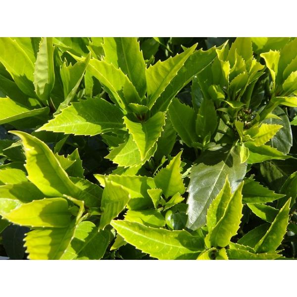 ●品種の特徴斑の入らないシンプルな青葉のアオキです。　新芽時期はやや明るい葉色で次第に濃緑になっていきます。樹形は株立状に育ちます。※　青アオキの販売苗は雌雄の特定ができておりません。雌雄を区別して販売していないので、実がなるかならないかは...