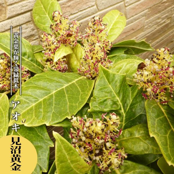 ●品種の特徴葉が黄金葉になる今までにない独特な品種です。多くのアオキは幹が若いうちは緑色をしていますが、見沼黄金は幹がアメ色をしているアメ幹です。この苗は雄木なので実は付きません。日陰でも元気に育つアオキ。枝が青々として日陰でも明るい印象を...