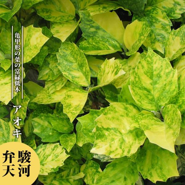 ●品種の特徴角葉に星斑が入る美しい葉で、庭園などてもよく使われる人気品種です。この苗は雄木のため実は付きません。日陰でも元気に育つアオキ。枝が青々として日陰でも明るい印象を与える代表的な庭木です。芝庭のグランドカバーや、玉砂利のお庭にもよく...