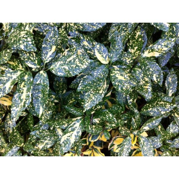 ●品種の特徴明るい斑入りですが、涼しげな雰囲気で夏に人気です。この種はもともと実つきが悪いので、販売苗の雌雄の特定ができておりません。日陰でも元気に育つアオキ。枝が青々として日陰でも明るい印象を与える代表的な庭木です。芝庭のグランドカバーや...