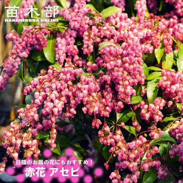 ●品種の特徴アカバナアセビ（赤花馬酔木）の花はすずらんに似ています。垂れ下がるように咲き、艶美な樹形を作ります。細かい葉で樹形を小さく仕立てやすいため、根締めとして使いやすいです。お庭のグランドカバーや生垣にもおすすめです。 また、耐陰性が...