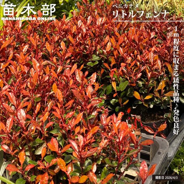 ●品種の特徴「リトルフェンナ」はコンパクトな樹形のカナメモチです。新芽は鮮やかなピンク色で涼しげな斑が入ります。寒さに当たると赤みが増し、年間を通して美しい葉が楽しめます。新芽は徐々に深いグリーンに変わり斑は目立たなくなります。また、矮性で...