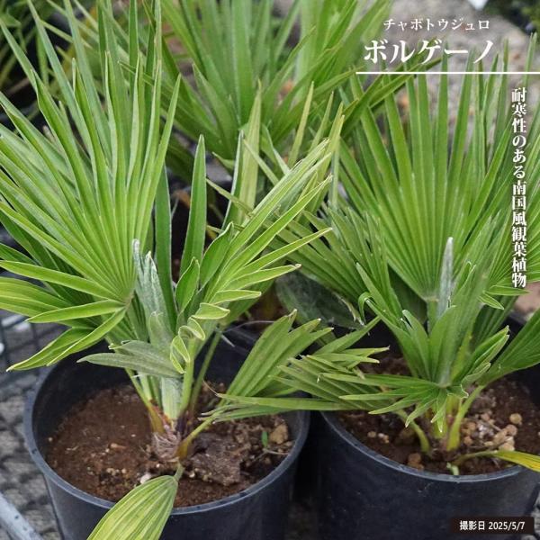 ●品種の特徴「ボルゲーノ」はヨーロッパで人気の、シチリア島原産のコンパクトな扇状ヤシで、シチリア島の近くのにあるVulcanoにちなんで名付けられました。新葉はシルバーでとても美しく、耐寒性に優れ、とてもコンパクトで日本の気候にも適した植物...