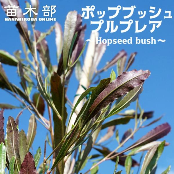 ●品種の特徴寒い季節に進むにつれてどんどん葉を銅葉に変えていく「ポップブッシュ プルプレア」。葉数も多いからその変化がより楽しめます。これからの成長にも期待でき、大きくなればシンボルツリーにも最適なカラーリーフです。あまり見かけない珍しいシ...