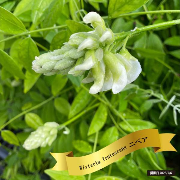 ●品種の特徴ニベアは、若木のうちから開花する花付きの良いアメリカフジの変種の白花品種です。アメリカ　バージニア州〜フロリダ州の原産地では秋にも咲く2季咲きですが、日本の気候だと春の一季咲きになります。つるの伸びが少ない矮性の庭藤の仲間で、コ...