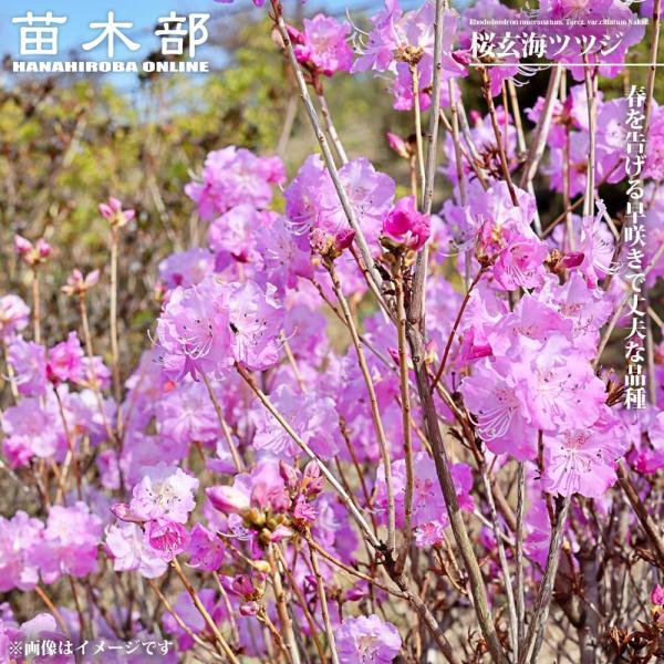 ●品種の特徴「桜玄海ツツジ」は枝先に多数の澄んだピンク色の花を咲かせる早咲き種。樹勢強健で、暑さ寒さに強く、庭木に最適です。ツツジは花姿もあでやかで和風庭園だけでなく、洋風庭園でも良く合います。強健な性質で植木の下草やグランドカバーとして、...