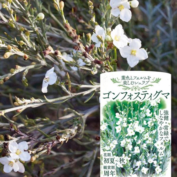 ●品種の特徴「ゴンフォスティグマ」。あまり耳なじみの薄い名前ですが最近、美しいシルバーリーフと白い小花が人気のアフリカ原産の半常緑樹です。強健で乾燥に強く、土壌も選ばないため日本でも育てやすい品種。乾燥に強いとは言っても、きちんと水やりをす...