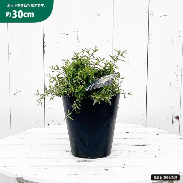 ●品種の特徴「コースタルスパイダー」は輝くような銀葉が美しい横張タイプのグレビレアです。秋から冬にかけて、白いかわいい花を咲かせます。潮風に強く、庭植えすればグランドカバーとして楽しめます。コンパクトに育つため、コンテナでインドア等、花壇や...