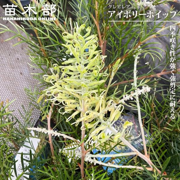 ●品種の特徴「アイボリーホイップ」は品種改良によって作り出された園芸品種で、切れ込みの深い細い葉を持ちます。高さ、幅ともに2m程度に収まるコンパクトな品種で、強く伸びた枝の先端に大輪の美しいアイボリー色の花を咲かせます。暖地では四季咲き性が...