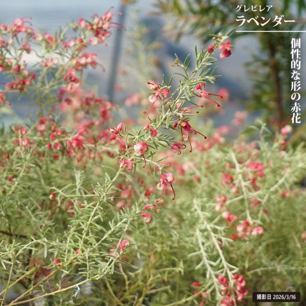●品種の特徴グレビレア「ラベンダー」は春にピンク色の可愛らしい花を次々と咲かせます。その名の通り、ラベンダーのようなシルバーの繊細で美しい葉も年中楽しめます。比較的コンパクトに育つので鉢植えにもおすすめです。「グレビレア（グレヴィレア）」・...