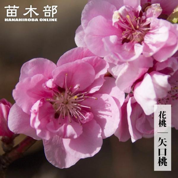 【発売日：2026年03月14日】●品種の特徴矢口は八重咲きで上品なピンクの色の花桃です。3月の雛の節句の時期に、花を咲かせる早咲きの品種になります。「お花をあげましょ桃の花」のハナモモはまさにこの品種で、花もちも良いため、ひな祭りに飾る切...