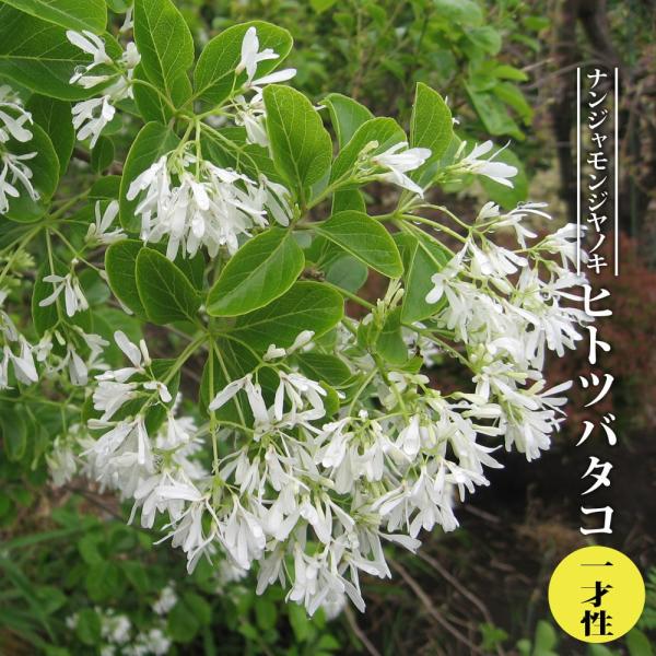 ●品種の特徴古い大木になると、開花期は雪の降り積もったかのように真っ白な花に覆われ魅了されるほど。見慣れないほどの見事さに付けられた名前のようです。春に咲く優しい白い花。満開時には雪に覆われたように美しく、洋風の芝庭に良く似合います。丈夫で...