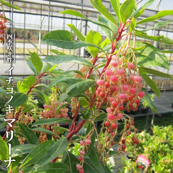 ●品種の特徴「マリーナ」は四季咲き性の強い品種で、普通のイチゴノキよりも大きめの花や実をつけます。樹皮はサルスベリのようにつるつるで、生長するにつれ赤褐色に。寒さ・暑さに強く、日向から半日陰までOK。病害虫にもかかりにくいため、初心者におす...