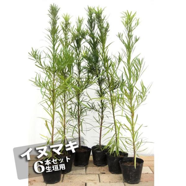 ●品種の特徴イヌマキは、細く涼しげな濃緑の葉が印象的な常緑樹。昔から生垣などに利用されている馴染みの樹木です。日当りを好みますが、耐湿性もあり土壌もこだわらずに植えていただけます。大変丈夫な常緑樹で、ガーデニング初心者でも簡単に育てることが...