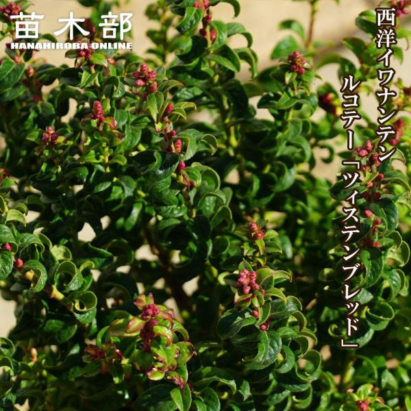 ●品種の特徴「ルコテー ツイスティングレッド」は、艶のある葉がくるんとツイストするかわいい新品種。新芽は赤みを帯びており、緑葉とのコントラストも美しく、明るい葉色が周囲の印象を明るくしてくれます。春には白い花を咲かせ、寒くなると真っ赤に紅葉...