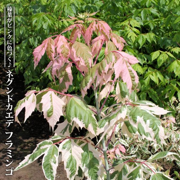 ●品種の特徴フラミンゴは新芽の葉色が白、緑、ピンクの3色の葉が大変美しい品種です。春先は覆輪がピンクですが、夏になると白くなります。葉が薄いからか葉焼けしやすいので、夏の直射日光に注意です。「ネグンドカエデ」は欧米や中国北部で古くから街路樹...