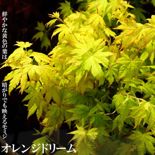 ●品種の特徴オレンジ・ドリームはイタリアで作出されたもみじです。芽吹き時期の明るい黄色葉で葉先の橙色が印象的なモミジ。早めに退色して夏は葉全体がさわやかな緑色に。秋には濃い赤色に美しく紅葉します。紅葉（紅葉）は楓（かえで）の俗名で、楓はモミ...