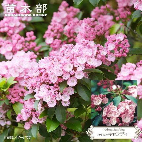 ●品種の特徴「キャンディー」はカルミアの中では最も遅い6月ごろに開花する非常に珍しい品種です。可愛らしい桃色の花を咲かせます。「カルミア」はアメリカシャクナゲとも呼ばれており、シャクナゲと栽培方法が同じです。寒さと夏の乾燥に弱いので注意が必...