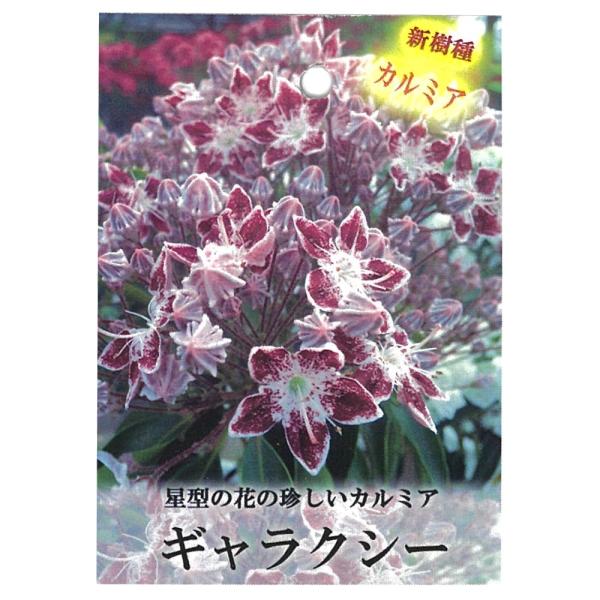 ●品種の特徴「ギャラクシー」は花弁が星型となる珍しいカルミアです。ワインレッドの花弁に白い覆輪、さらに星を散らしたように白斑が入ります。個性的な花姿です。「カルミア」はアメリカシャクナゲとも呼ばれており、シャクナゲと栽培方法が同じです。寒さ...