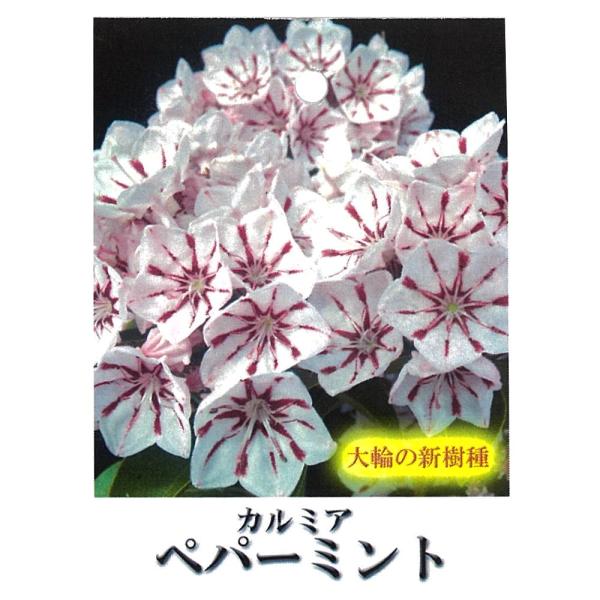●品種の特徴「ペパーミント」は大輪咲きでピンクがかった白い花弁に赤い筋が入るとても印象的な花を咲かせるカルミアです。「カルミア」はアメリカシャクナゲとも呼ばれており、シャクナゲと栽培方法が同じです。寒さと夏の乾燥に弱いので注意が必要。花はお...