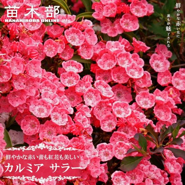 ●品種の特徴カルミアはコンペイトウのような美しい蕾がかわいい木です。サラーはもっとも鮮やかな赤い蕾が出ます。つぼみが開くとピンク色の皿型の花で、光沢のある葉からひょっこり覗かせてくれます。蕾からかわいいので、開花までと1か月くらい楽しめます...