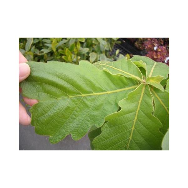 ●品種の特徴こどもの日の柏餅の葉に利用されます。カシワの葉は縁が波状になのが特徴。長さは７〜１５センチほどの楕円形で、ブナ科の仲間では最大。開花は５〜６月頃で、クヌギやコナラと似た花を咲かせます。果実は10〜11月頃に、クヌギに似た丸いドン...