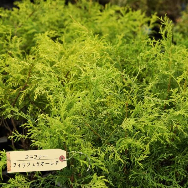 ●品種の特徴サワラの仲間です。春から秋は鮮やかなライムグリーン、冬はオレンジ色を帯びた濃い黄色で一年を通してお庭に彩りを添えてくれます。日光を浴びることで美しい葉色を保ちます。できるだけ日向に植え付けると、本品種の魅力を活かすことできるでし...
